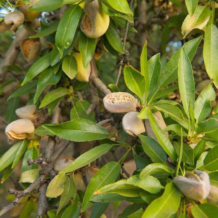 Voćne sadnice Beograd | Prodaja voćnih sadnica Beogad
