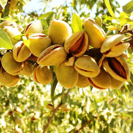 Sadnice badema | Prodaja sadnica badema u Beogadu