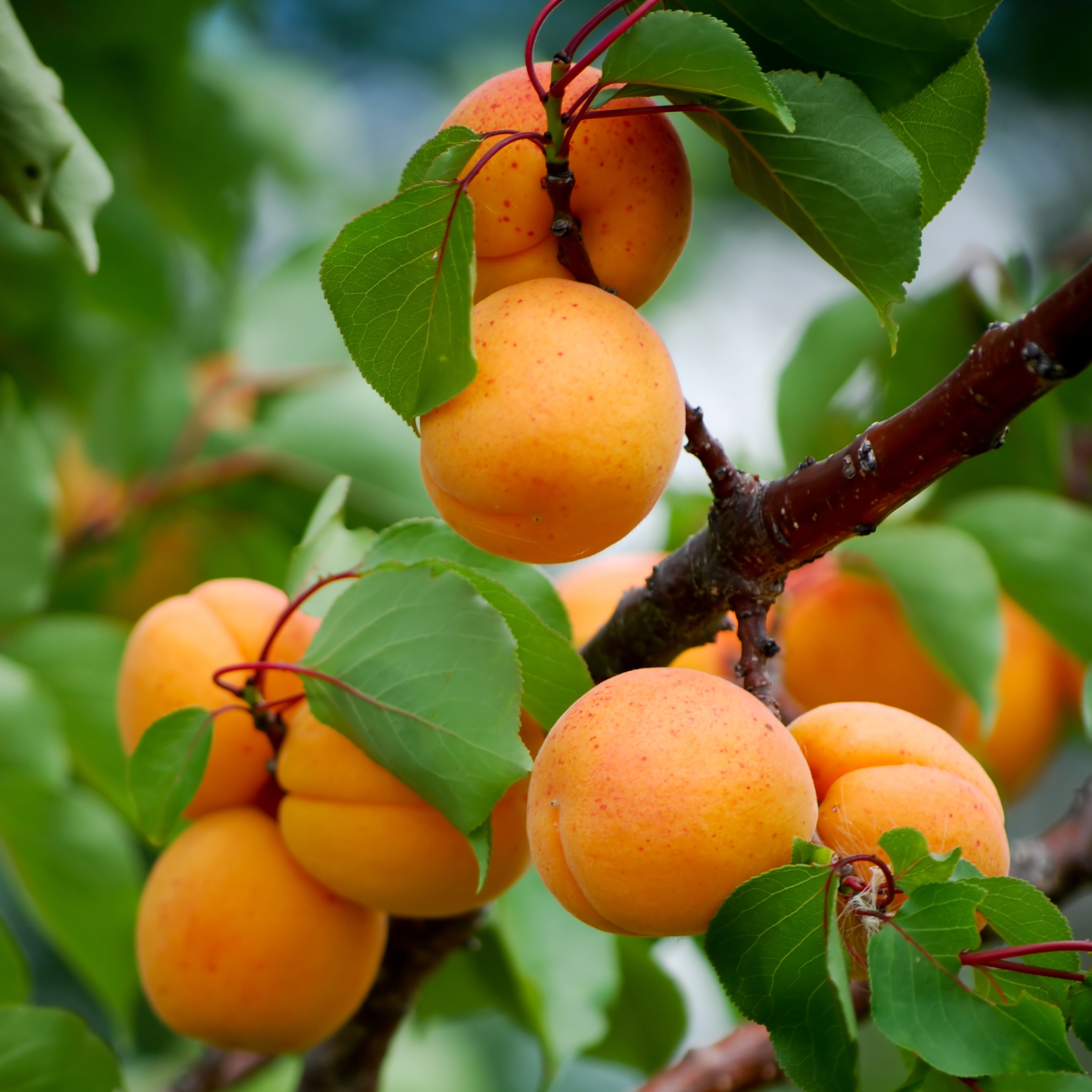 Voćne sadnice Beograd | Prodaja voćnih sadnica Beogad