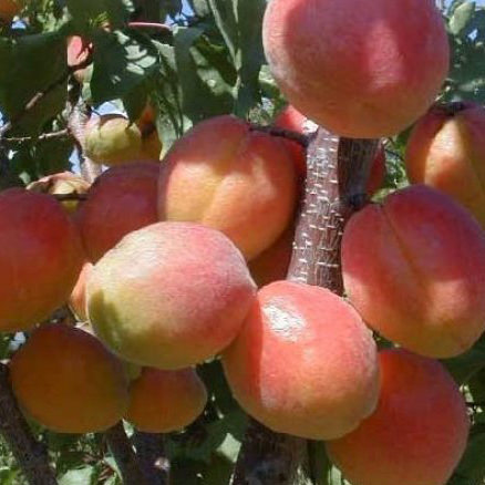 Sadnice kajsije | Prodaja sadnica kajsije u Beogadu