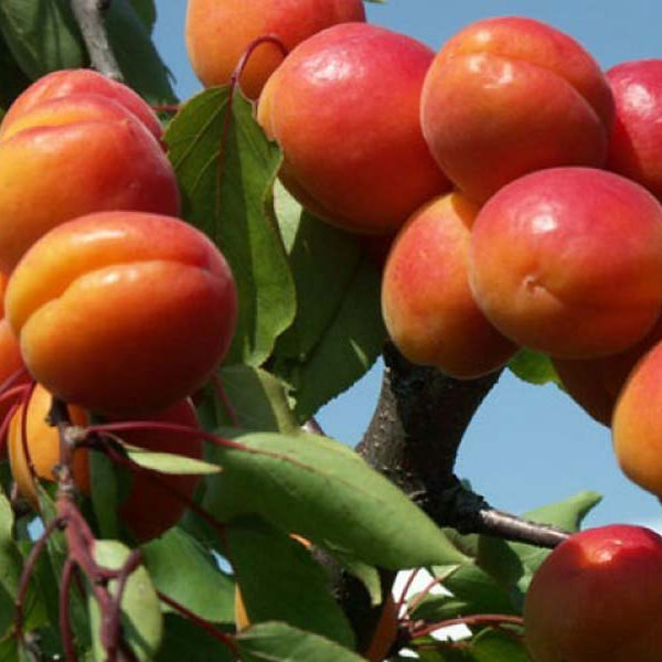 Sadnice kajsije | Prodaja sadnica kajsije u Beogadu