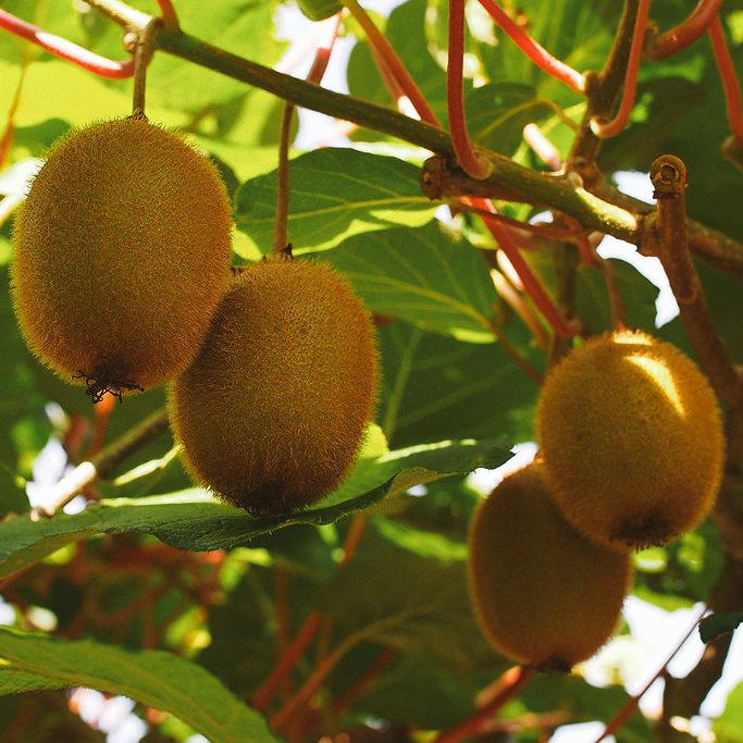 Voćne sadnice Beograd | Prodaja voćnih sadnica Beogad
