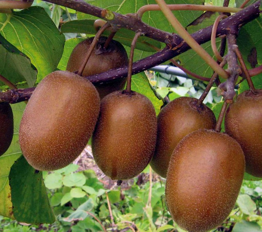 Sadnice kivija | Prodaja sadnica kivija u Beogadu