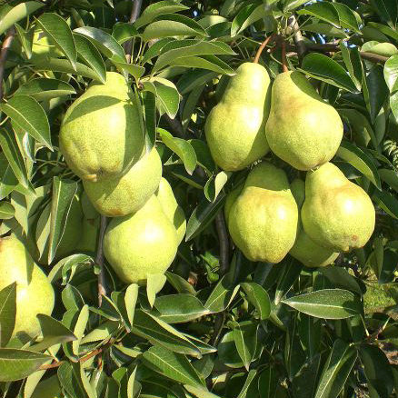 Sadnice kruske | Prodaja sadnica kruske u Beogadu