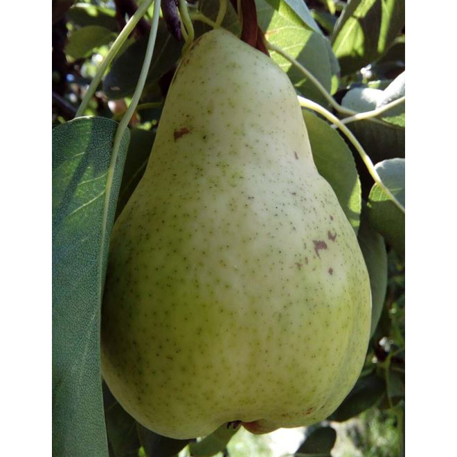 Sadnice kruske | Prodaja sadnica kruske u Beogadu