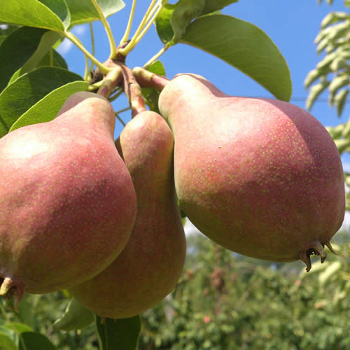 Sadnice kruske | Prodaja sadnica kruske u Beogadu