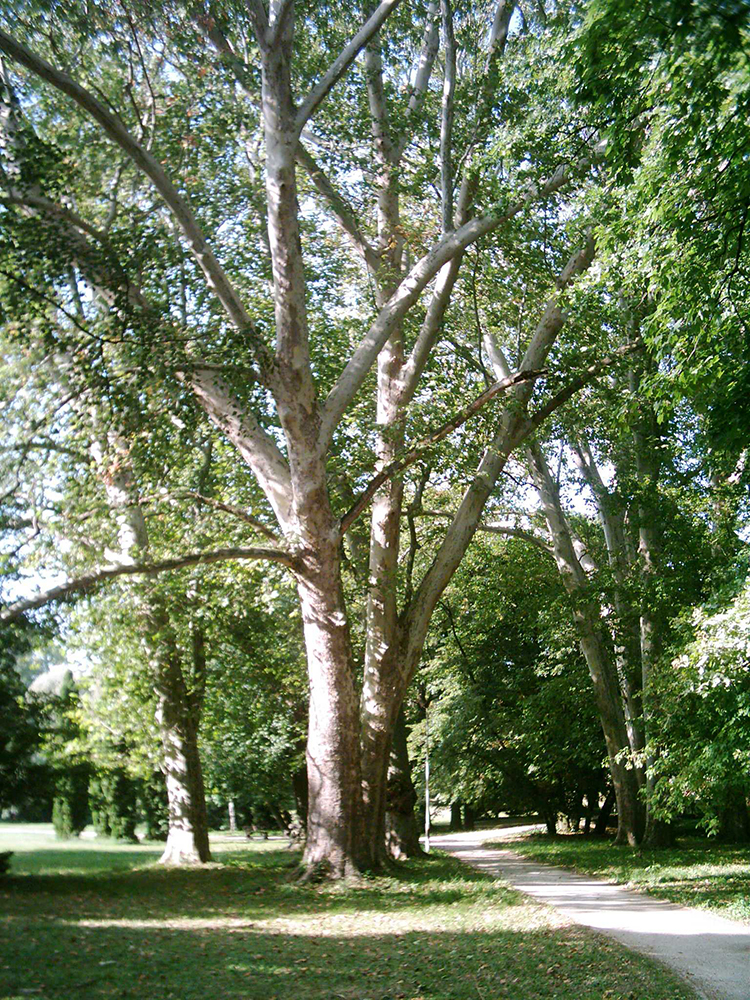 Sadnice lišćara | Sadnice japanske trešnje | Sadnice japanske šljive