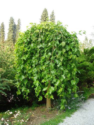 Sadnice lišćara | Sadnice japanske trešnje | Sadnice japanske šljive