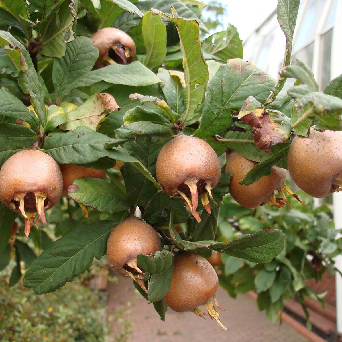 Sadnice mušmula | Prodaja sadnica mušmula u Beogadu