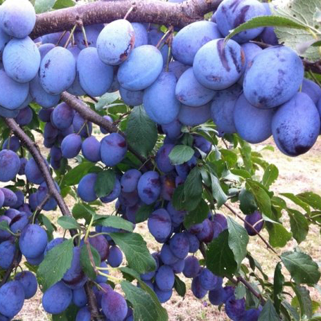 Sadnice šljive | Prodaja sadnica šljive u Beogadu