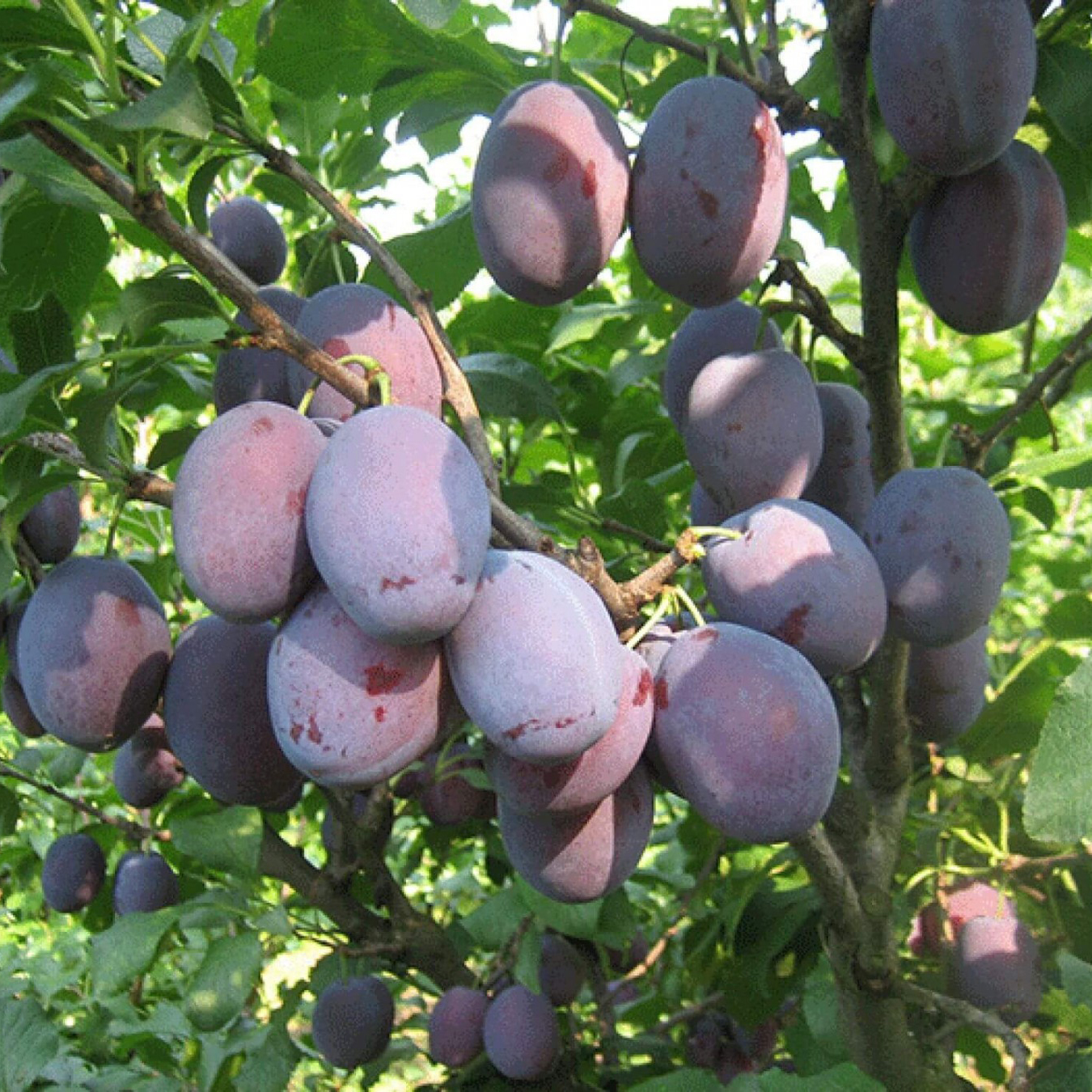 Sadnice šljive | Prodaja sadnica šljive u Beogadu