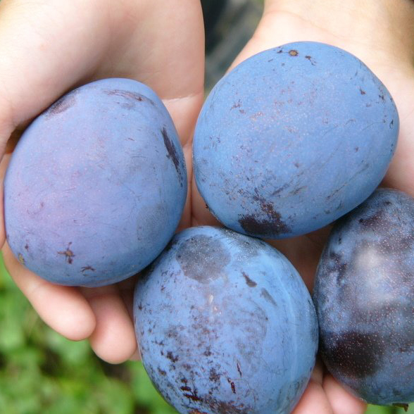 Sadnice šljive | Prodaja sadnica šljive u Beogadu