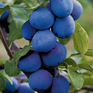 Sadnice šljive | Prodaja sadnica šljive u Beogadu