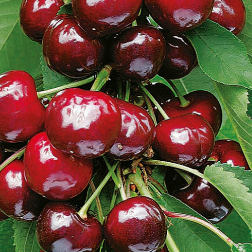 Sadnice trešnje | Prodaja sadnica trešnje u Beogadu