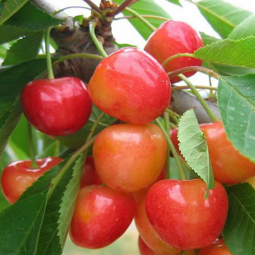 Sadnice trešnje | Prodaja sadnica trešnje u Beogadu