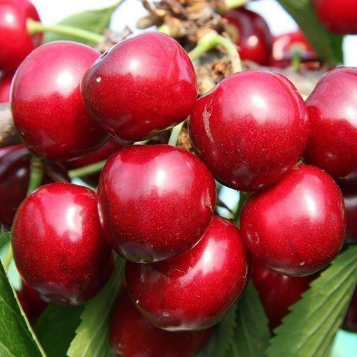 Sadnice trešnje | Prodaja sadnica trešnje u Beogadu