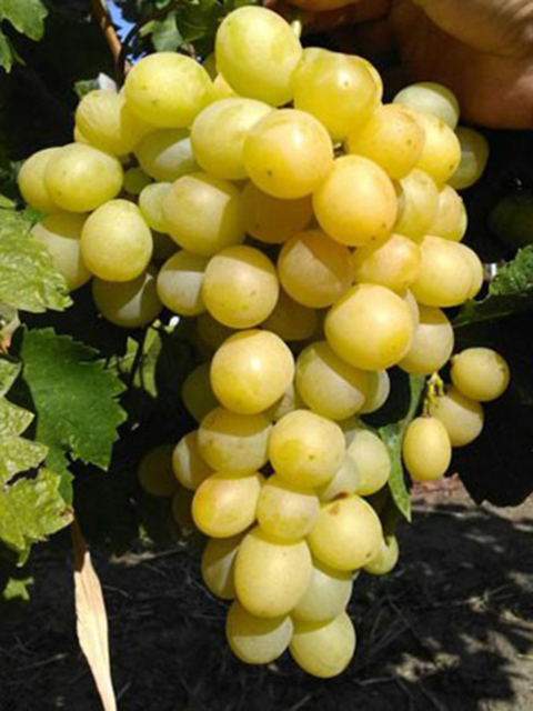 Stone sorte vinove loze