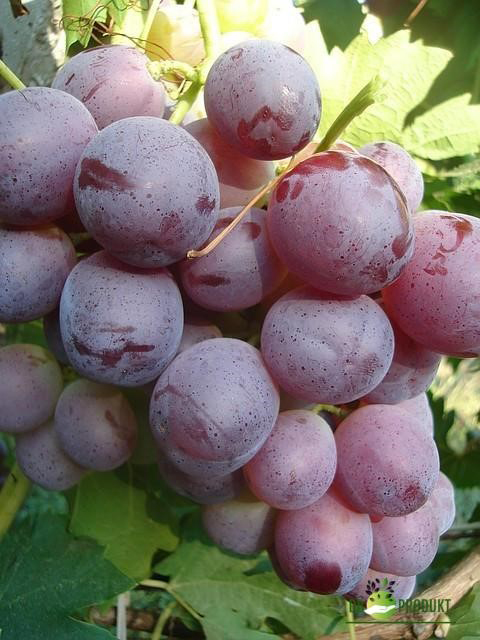 Stone sorte vinove loze