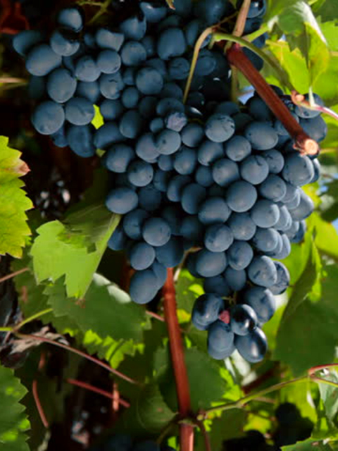 Stone sorte vinove loze