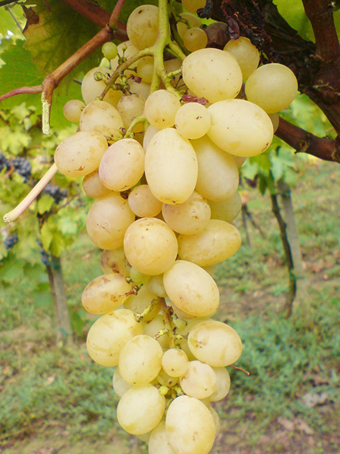 Stone sorte vinove loze