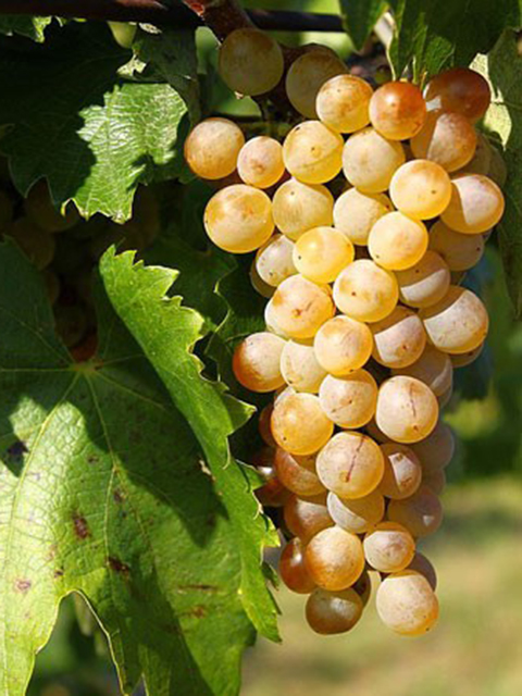 Stone sorte vinove loze