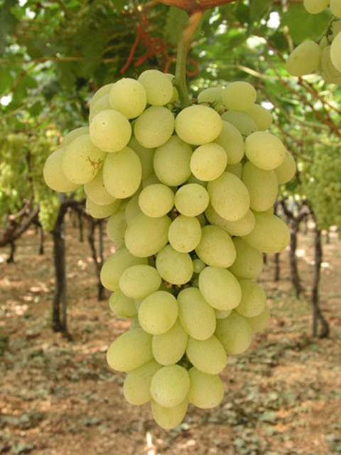 Stone sorte vinove loze