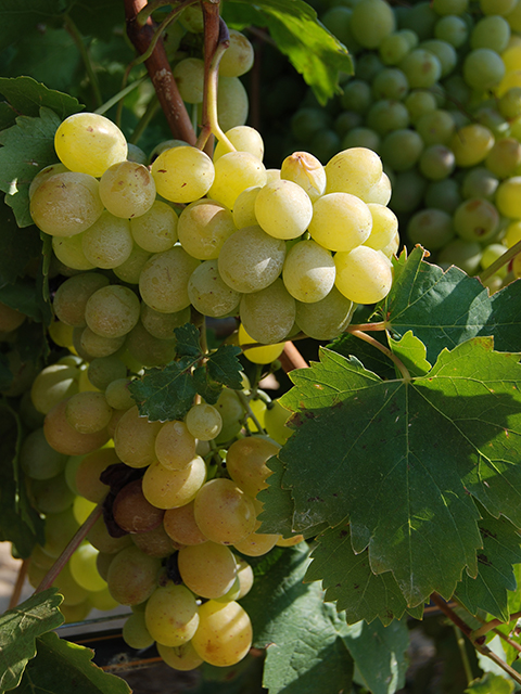 Stone sorte vinove loze