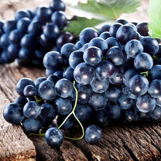 Sadnice vinove loze | Prodaja sadnica vinove loze u Beogadu