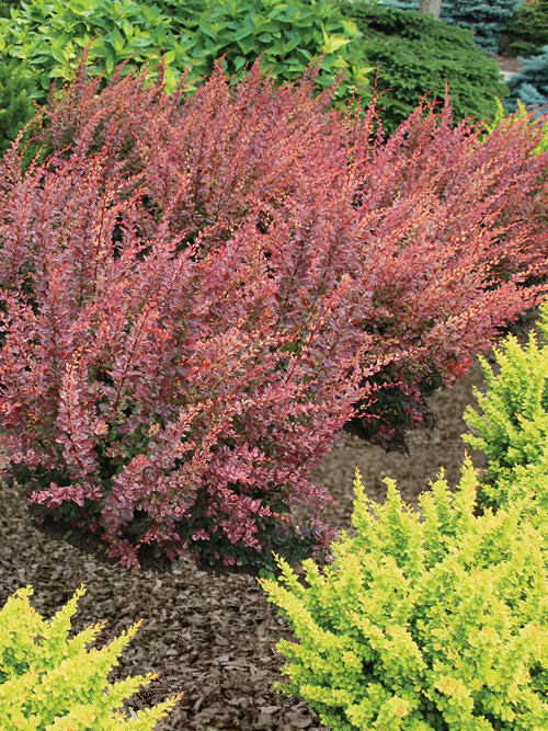 Rasadnik voćnih sadnica Beograd | Voćne sadnice Beograd | Prodaja ...