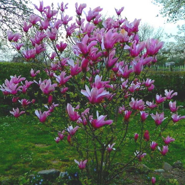 Rasadnik ukrasnog šiblja u Beogradu | Ukrasno šiblje Beograd