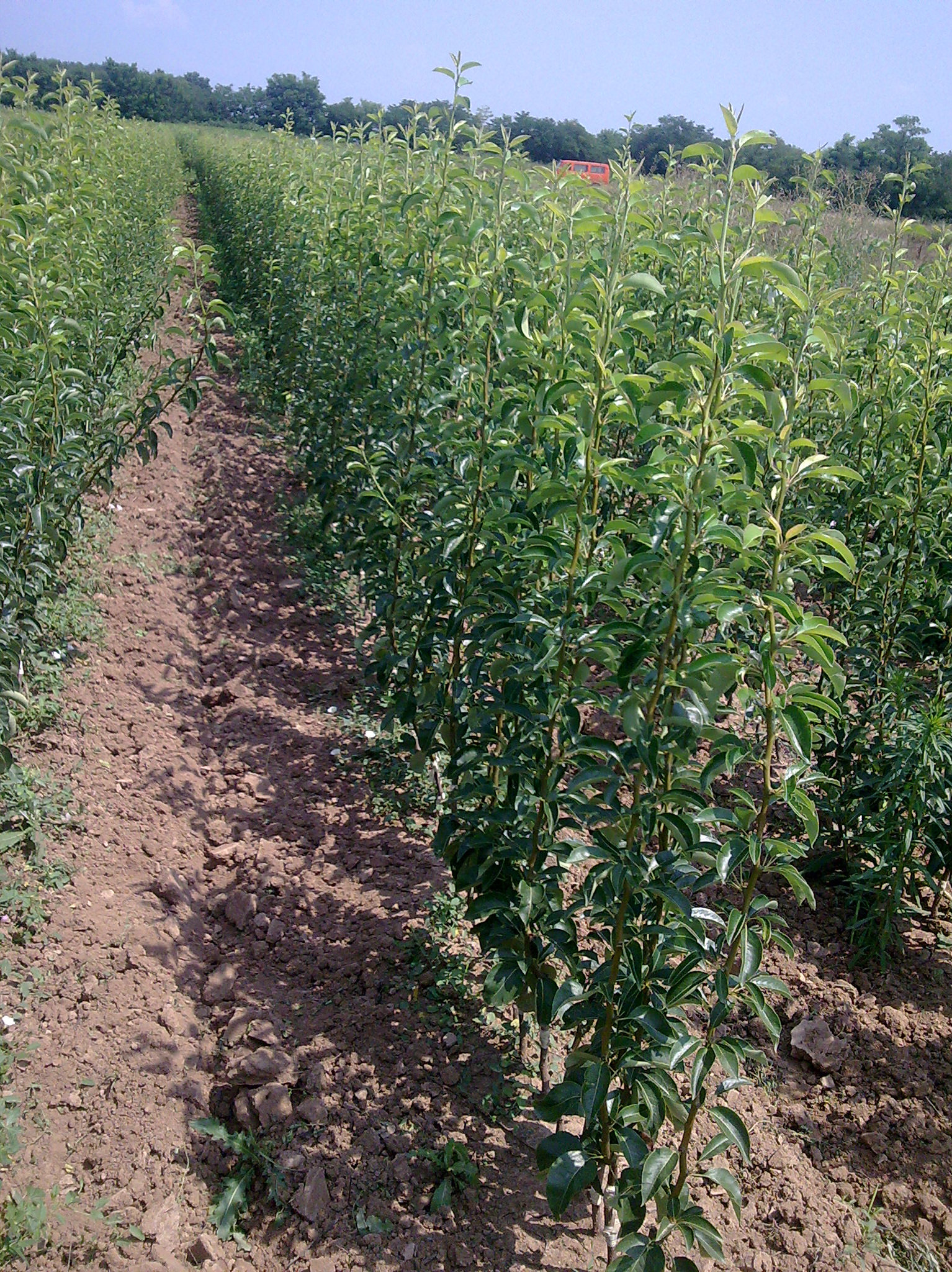 Rasadnik voćnih sadnica Beograd | Voćne sadnice Beograd | Prodaja ...