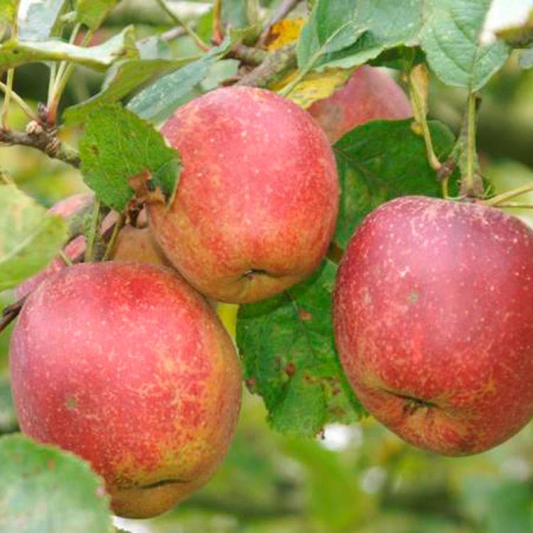 Sadnice jabuke | Prodaja sadnica jabuke u Beogadu