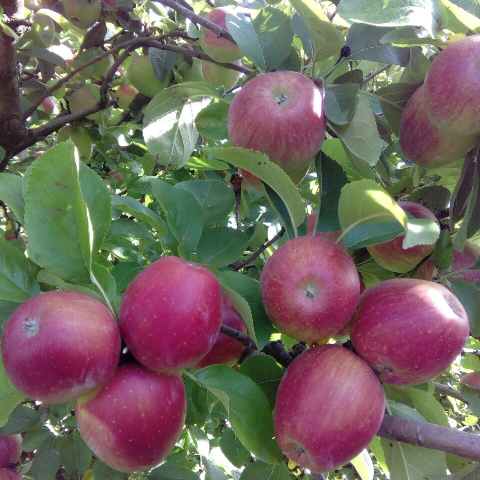 Sadnice jabuke | Prodaja sadnica jabuke u Beogadu